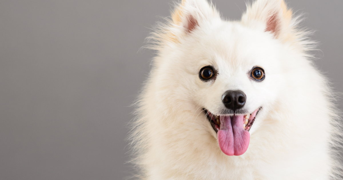 40 Best White Dog Names (From Albus to Whitey) - PetHelpful