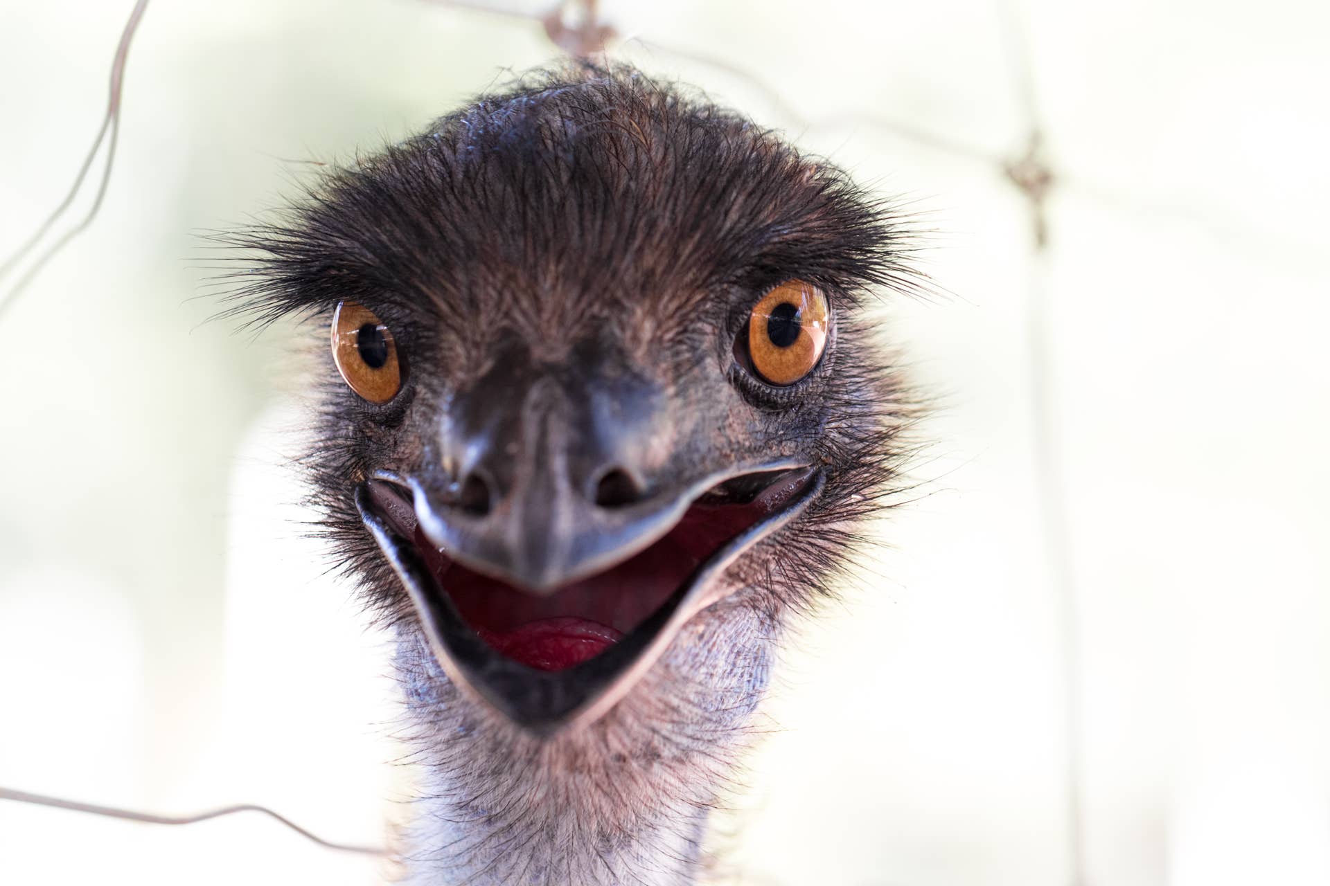 Emu Can't Contain His Excitement Over Rescue Piglet and It's Precious ...