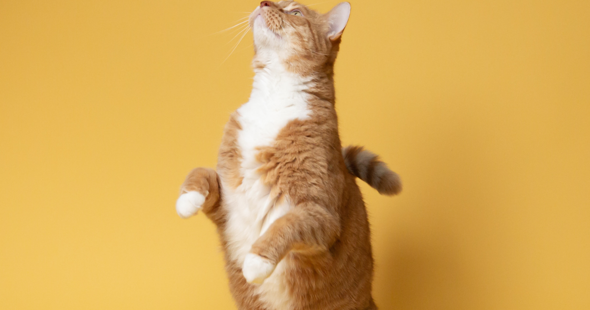 Online Cat Training School: A Cat Obedience Training Guide - PetHelpful