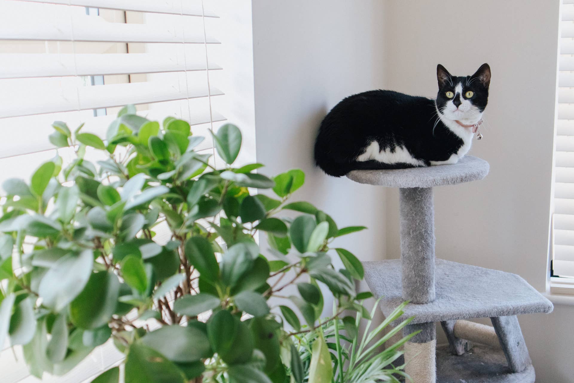 How to Make Your Own Cat Tower or Cat Tree - PetHelpful