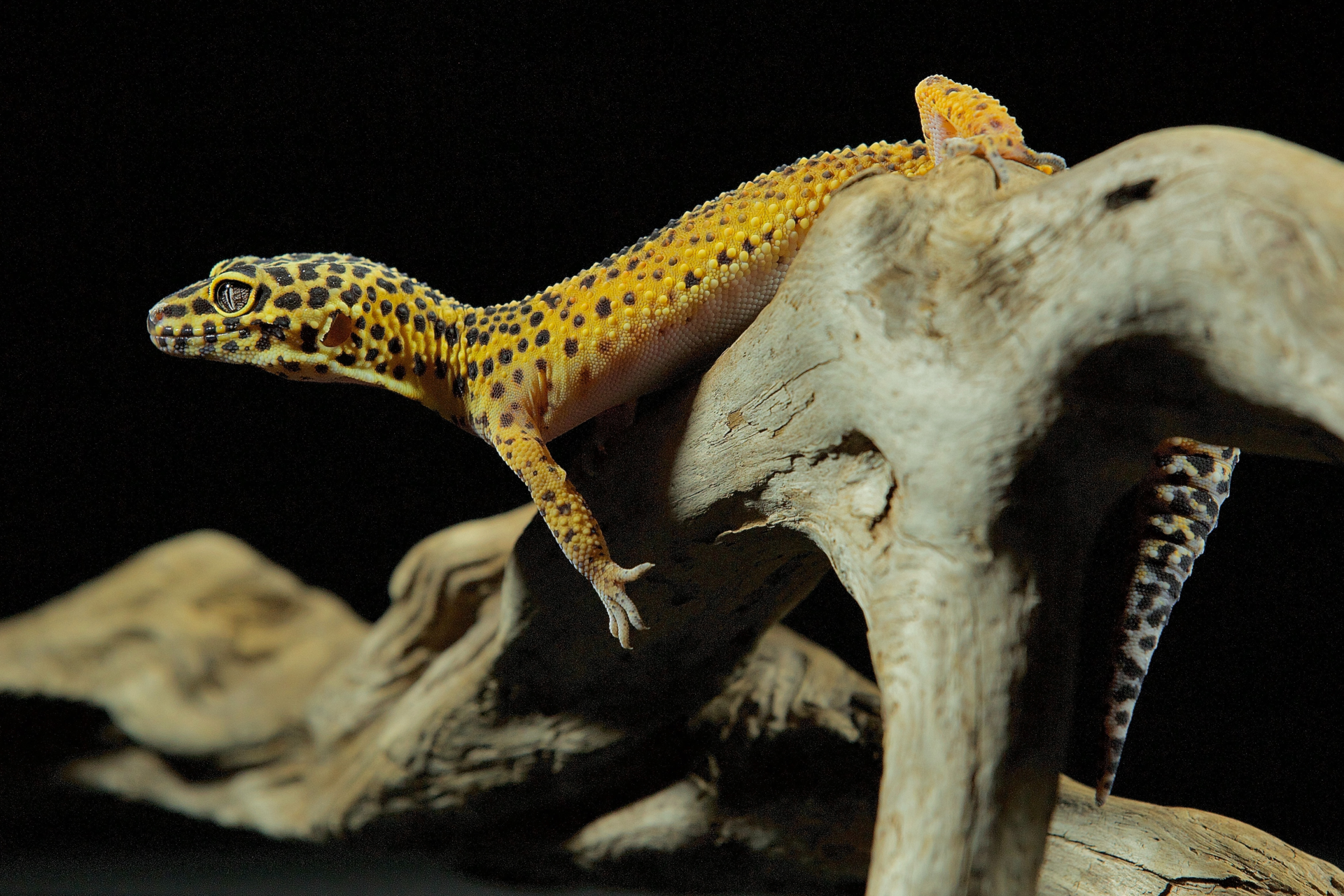 Leopard Gecko Habitat Setup and Care Basics - PetHelpful