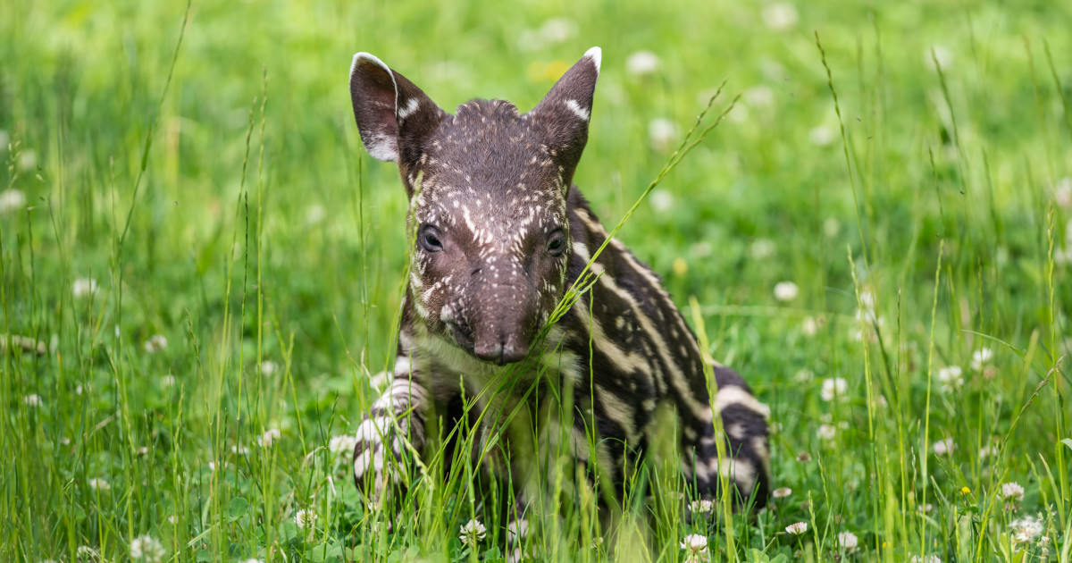 Miller Zoo’s Adorable Baby Tapir Is Melting Hearts Everywhere - PetHelpful