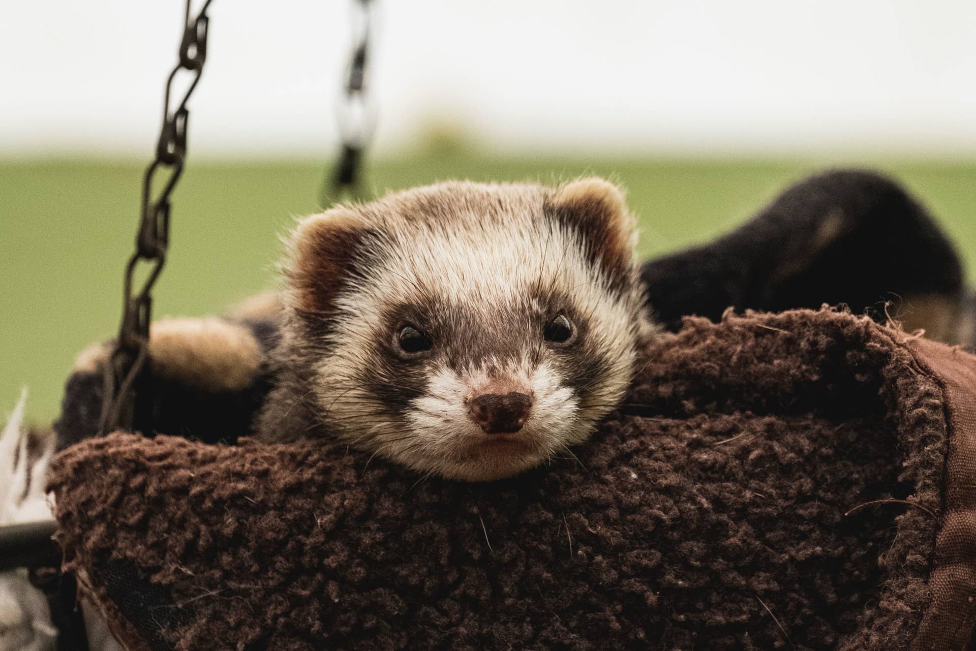 How to Bathe and Groom Your Ferret - PetHelpful