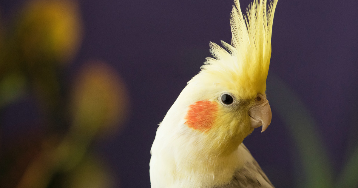 How to Take Care of a Cockatiel Bird: Essential Tips for Beginners - Birds