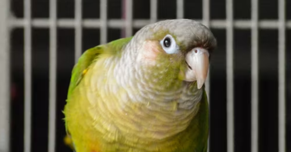 normal green cheek