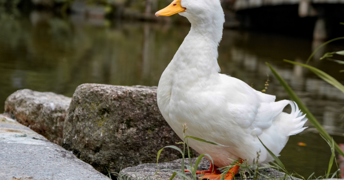 The 10 Best Natural Snacks and Treats for Ducks - PetHelpful
