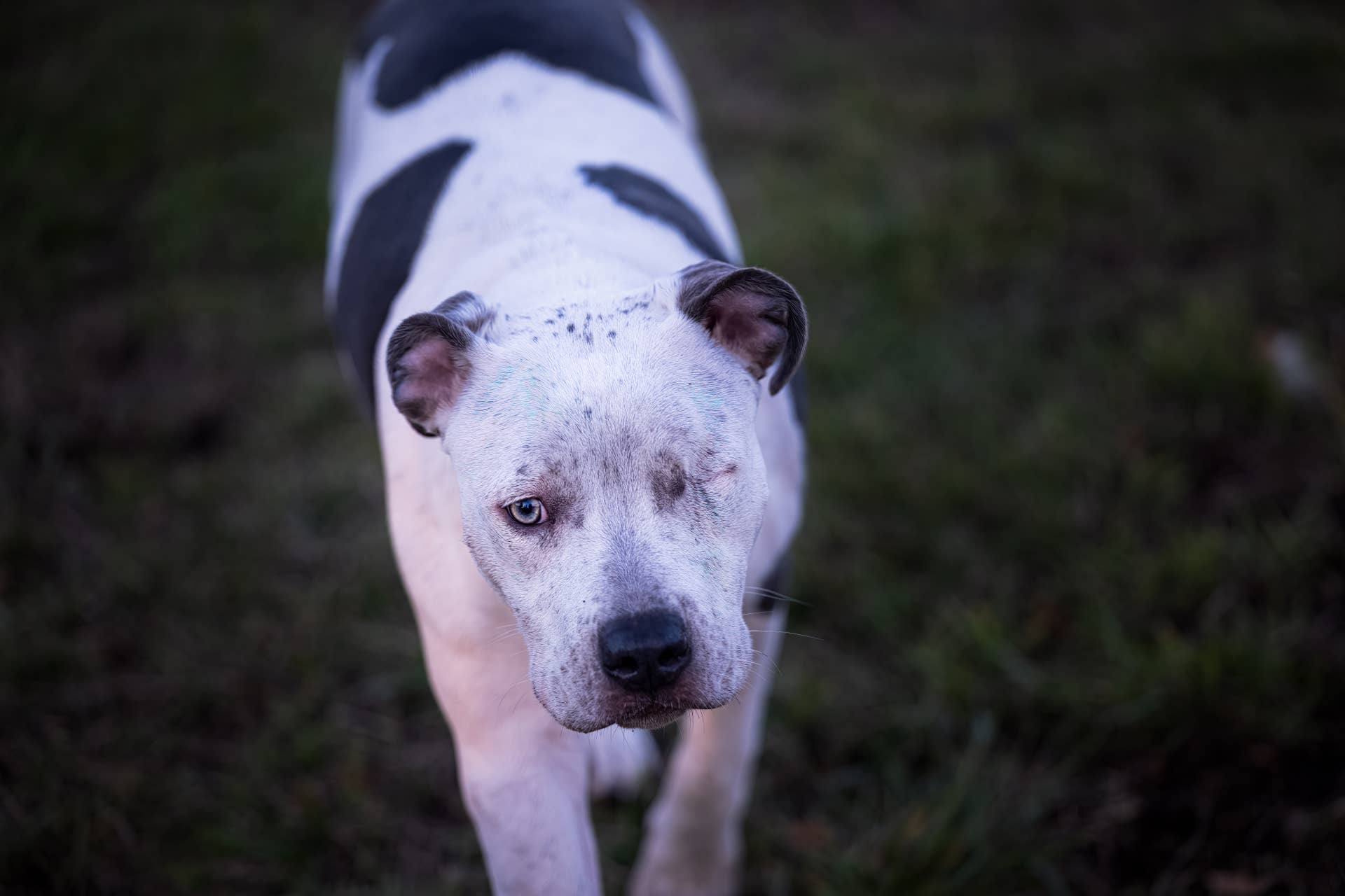 Precious One-Eyed Dog Is So Overjoyed To Be Adopted - PetHelpful