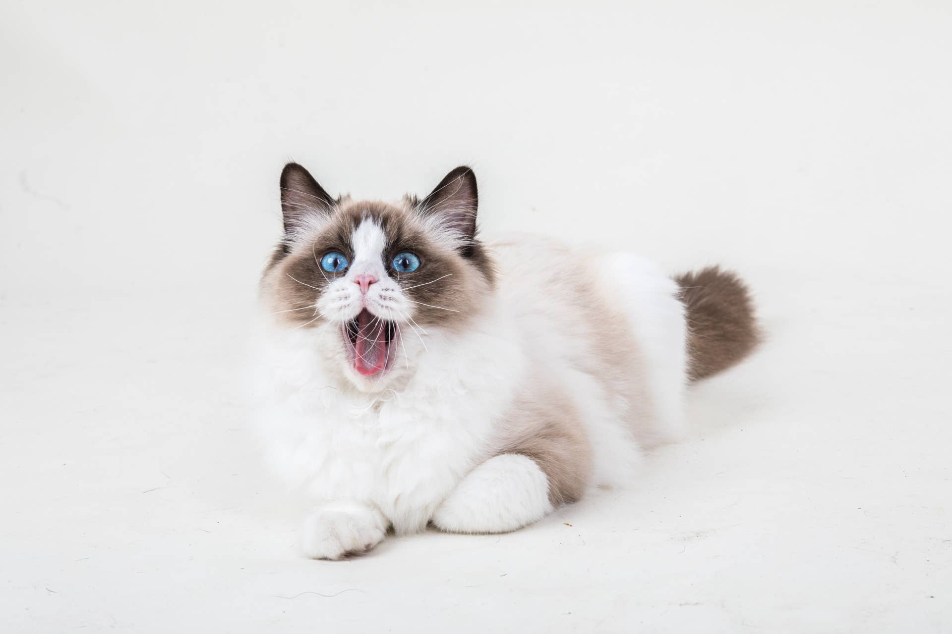 Clever Cat Frames the Dog for Stealing Socks Like a Total Con-Artist ...