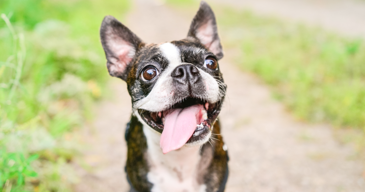 Are There Alternatives to Proin for a Dog Dribbling Urine? - PetHelpful