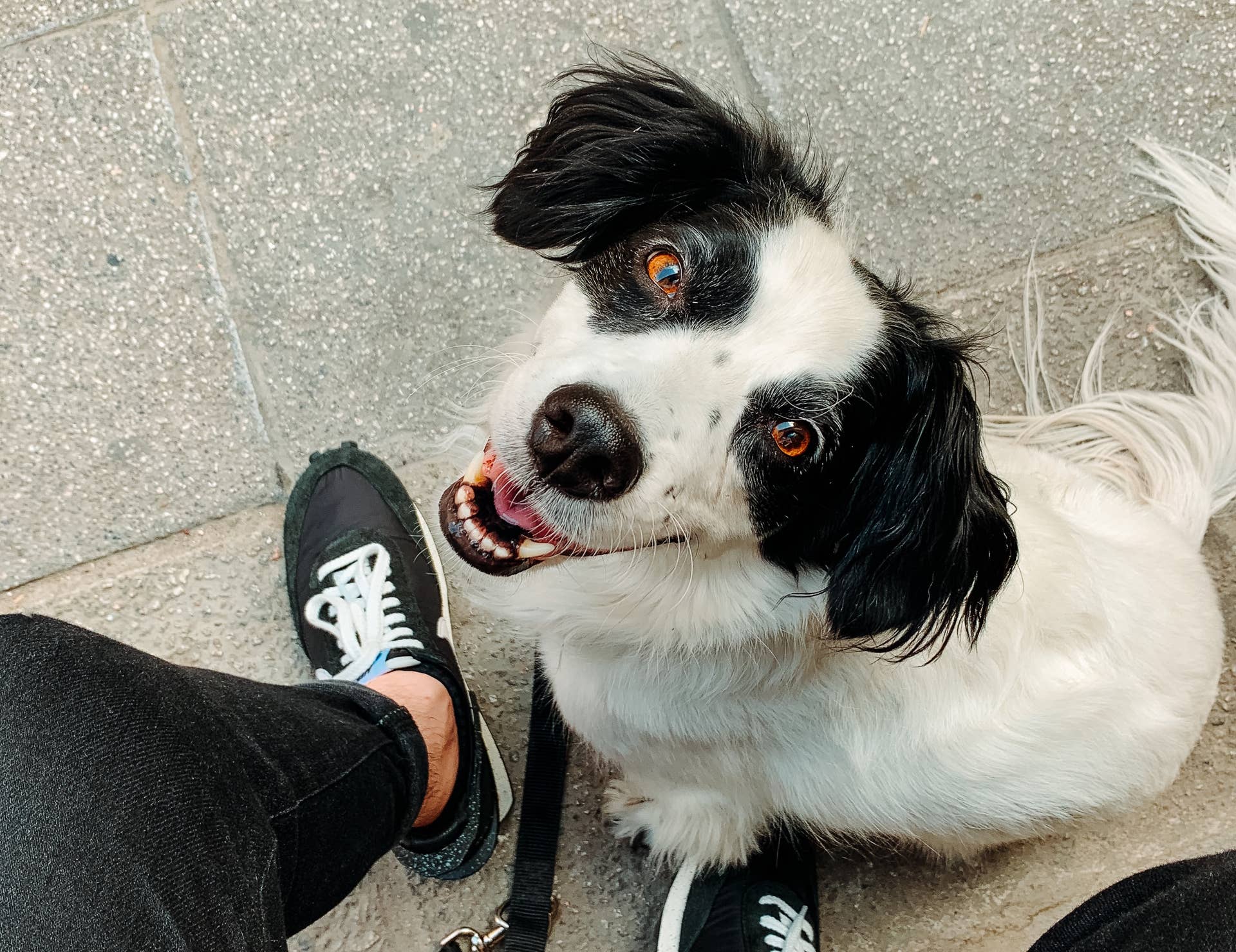 Dog Owner's Step-By-Step Guide To Introducing Dogs Properly Is a Game ...