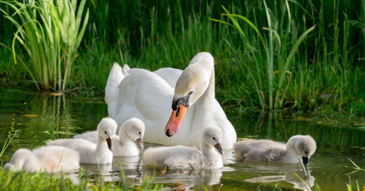 Swan Mom Gives Her Babies the Most Beautiful ‘Boat’ Ride - PetHelpful