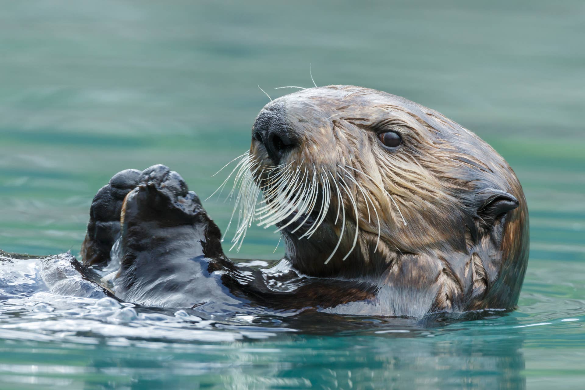 Sea Otter Sweetly ‘Adopts’ Friend After Getting a Case of Baby Fever ...