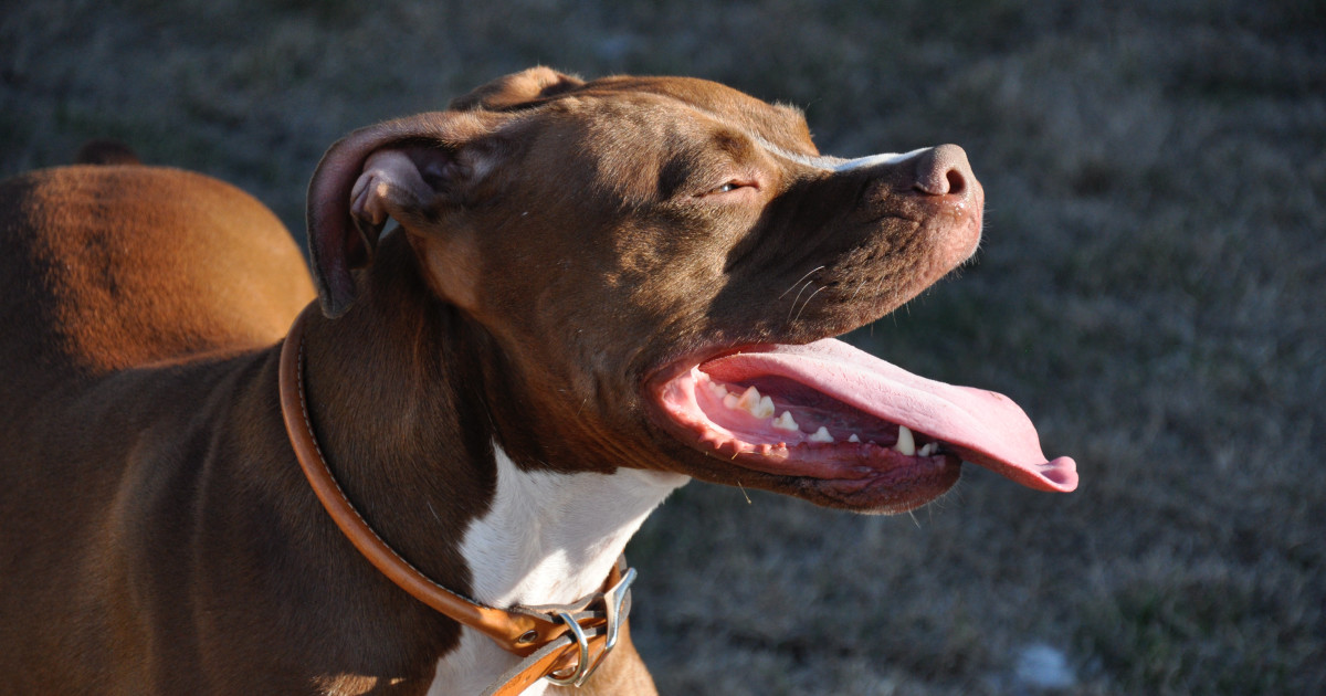 Rescue Pit Bull Mix Named 'Lunchbox' Has Everyone Totally Obsessed ...