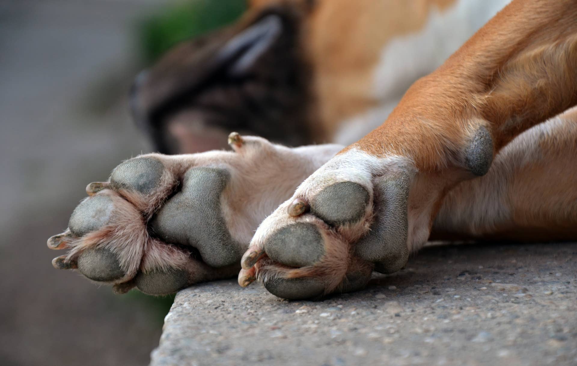 Vet Explains the Reason Why Dogs Get Stinky ‘Frito’ Feet - PetHelpful