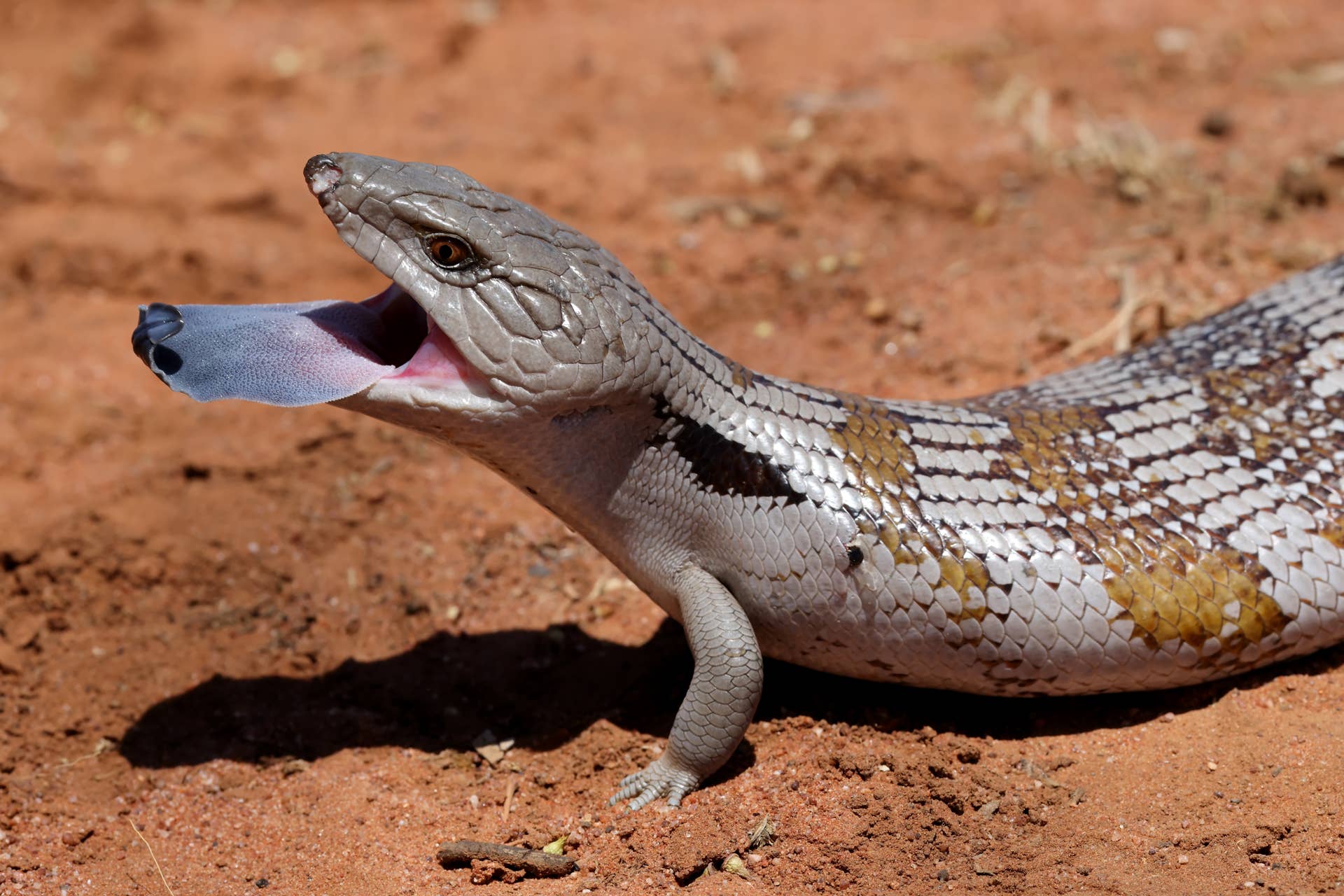 Robert Irwin Saves Baby Lizard's Life and People Are So Here for it ...