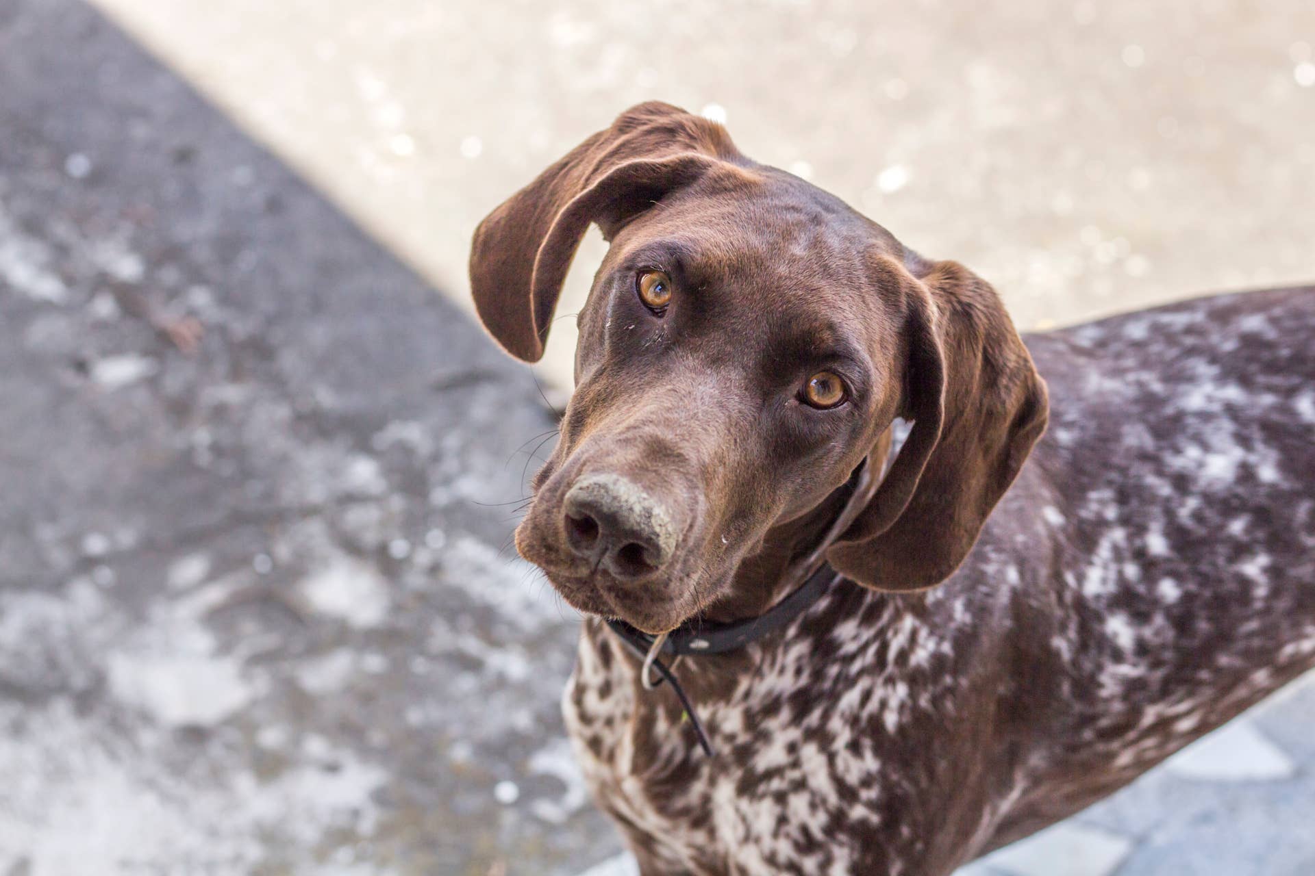 German Shorthaired Pointer’s 'Dog Math' Video Goes Viral - PetHelpful