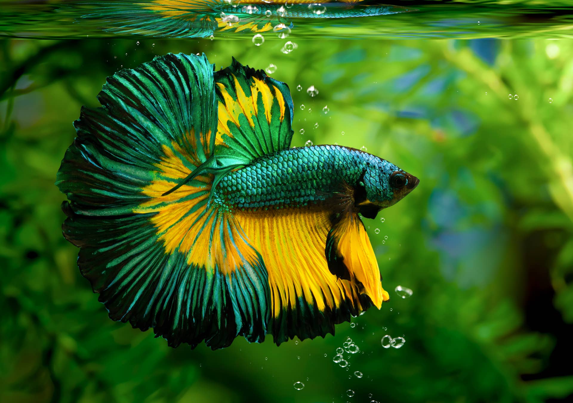 Woman Shows How to 'Bond With Your Betta Fish' in New Viral Video ...