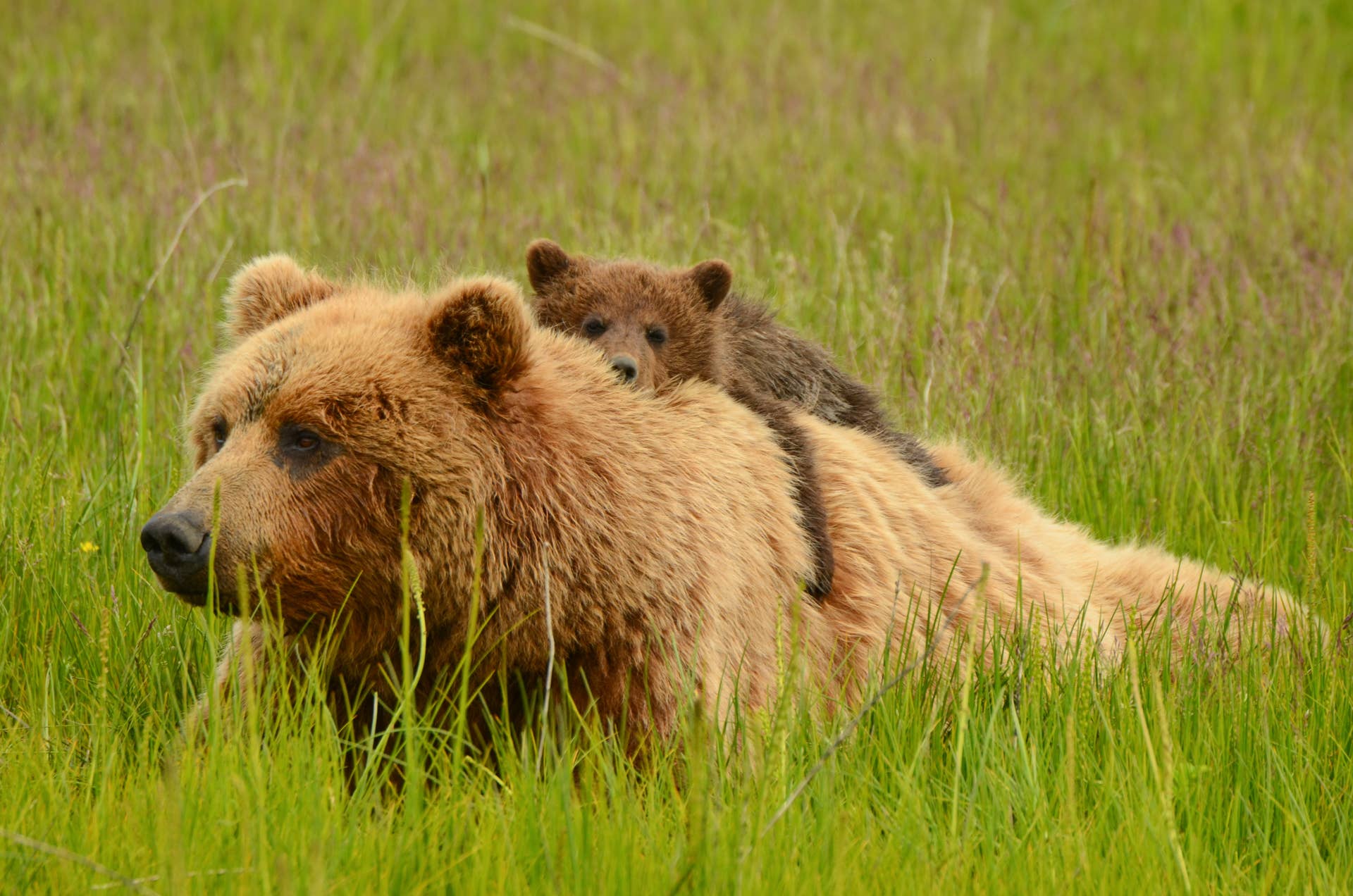 Video of Mama Bear and Her Cubs Sniffing for Food Is As Cute As It Gets ...