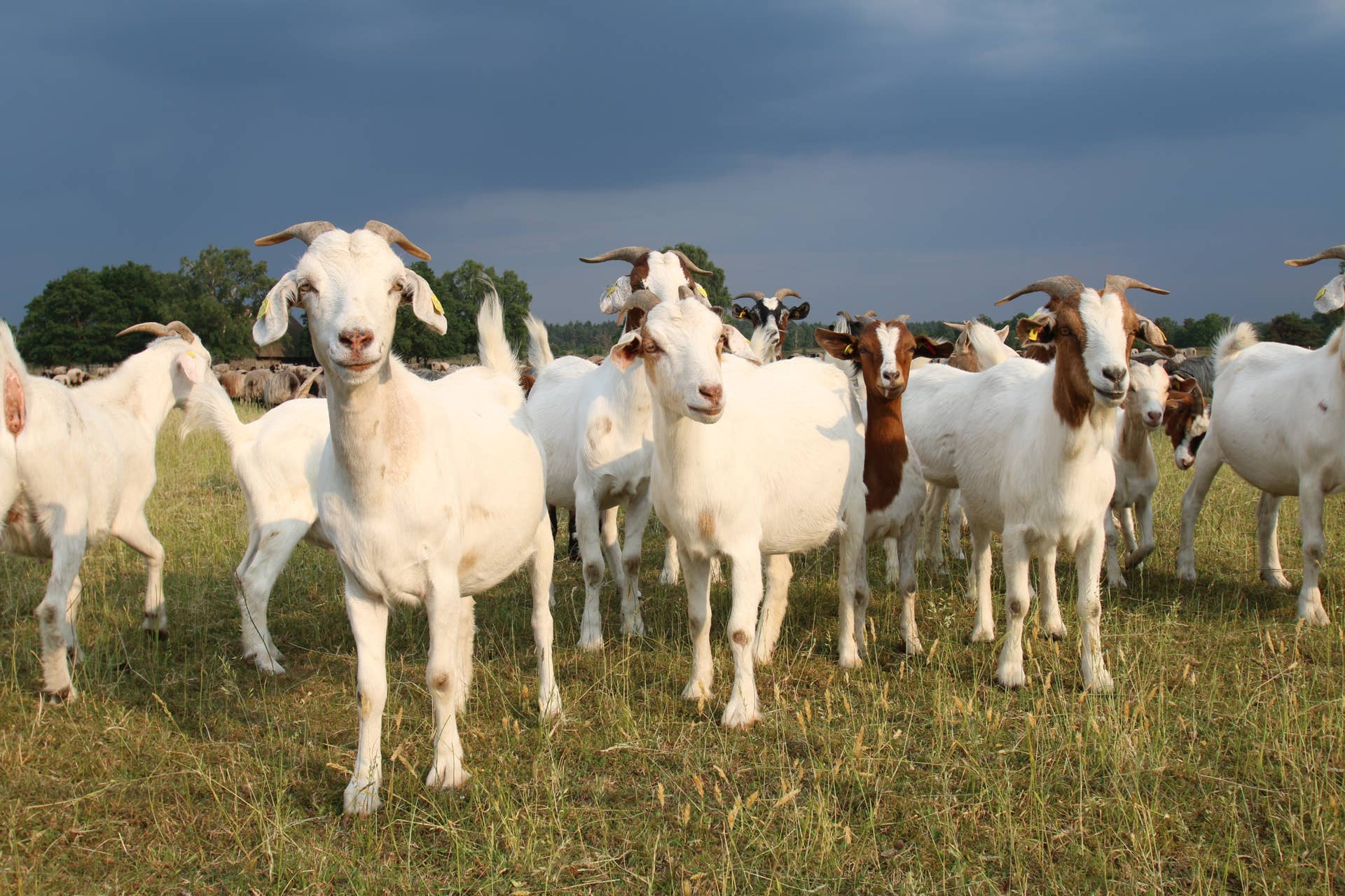Herd of 'Sightseeing' Goats Totally Stops Traffic in San Francisco ...