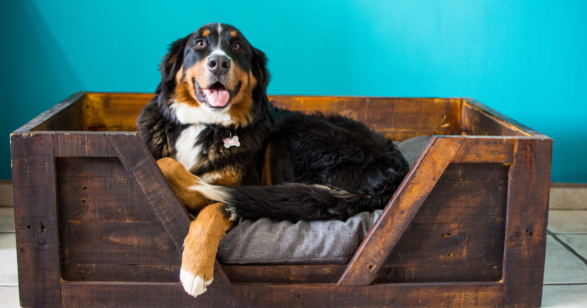 Bernese Mountain Dog’s 'Unhinged' Habits Go Viral - PetHelpful