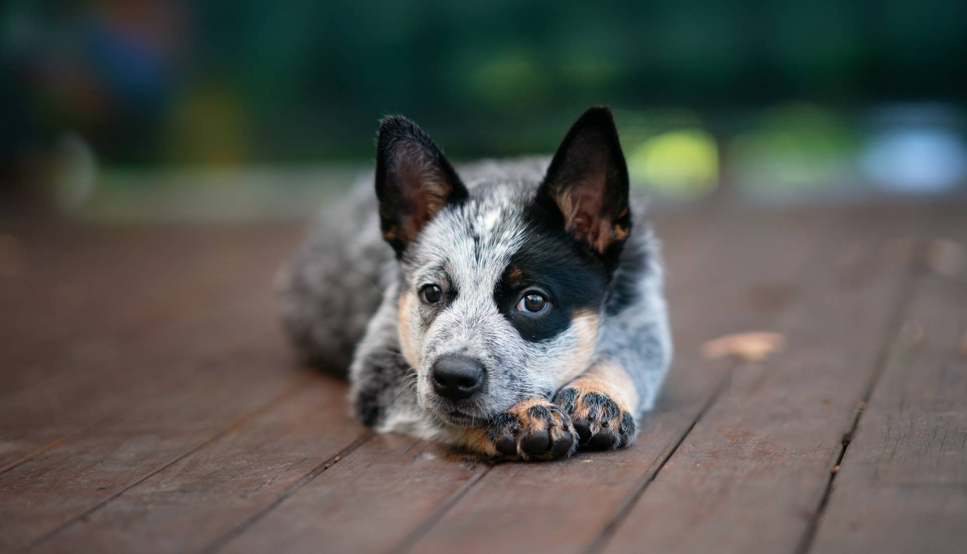 Video of 2-Month-Old Puppy Who Was Returned to Oregon Shelter Has Us ...
