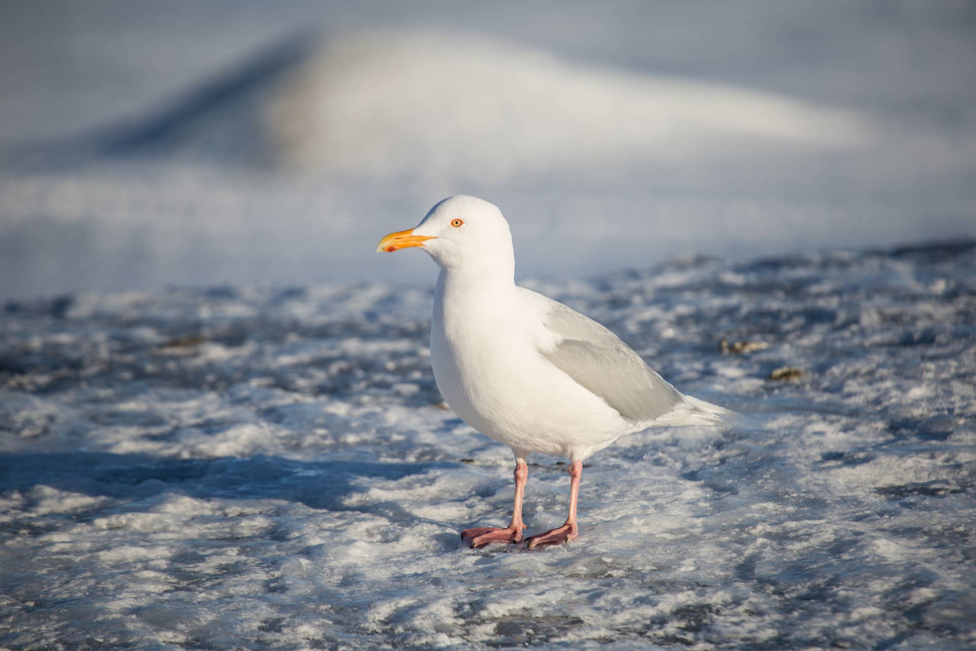 Video Showing How Pet Seagull Typically Greets Owner's Guests Is Going ...