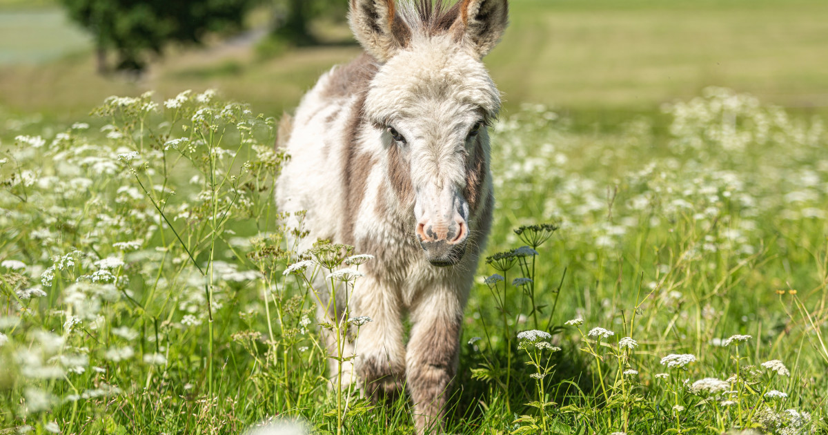 Miniature Donkey Expresses Love for Mom in the Sweetest Way - PetHelpful
