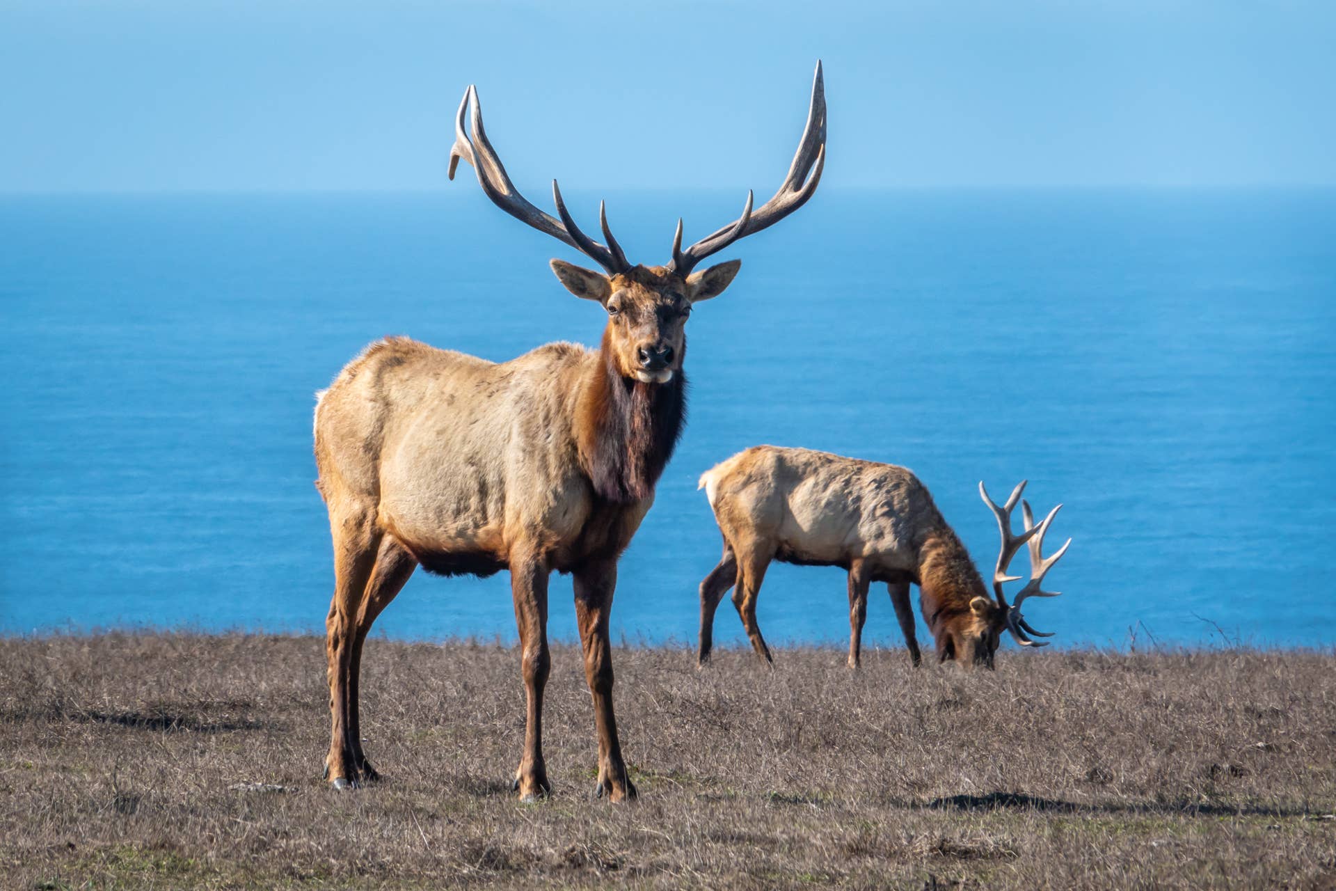 Two Young Male Elk Get to Know Each Other and ‘Decide to Hang Out’ in ...