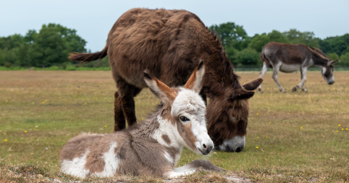 Family Wakes Up to 'Surprise Baby Donkey' in Their Pasture - PetHelpful