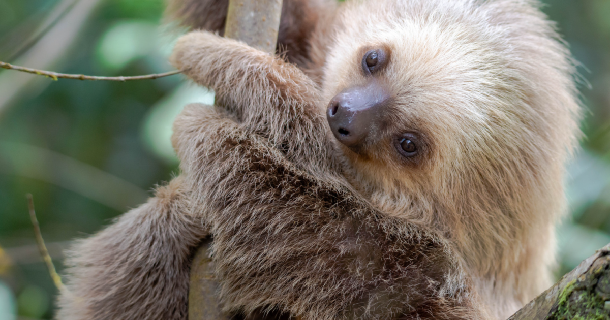 Video of Baby Sloth ‘Talking’ at Safari Park Is Breaking the Internet ...