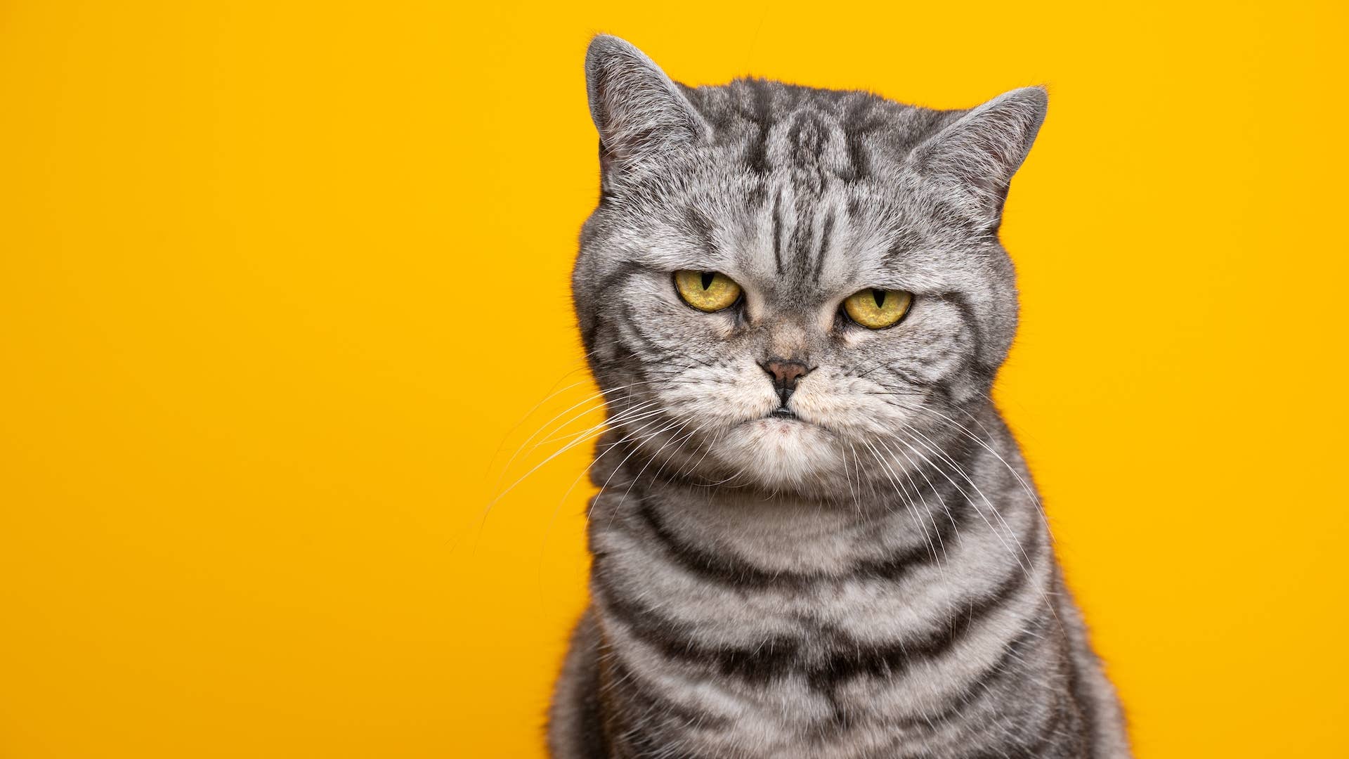 Cat Photographer Showcases His 'Grumpiest' Kitty Shots of All Time ...