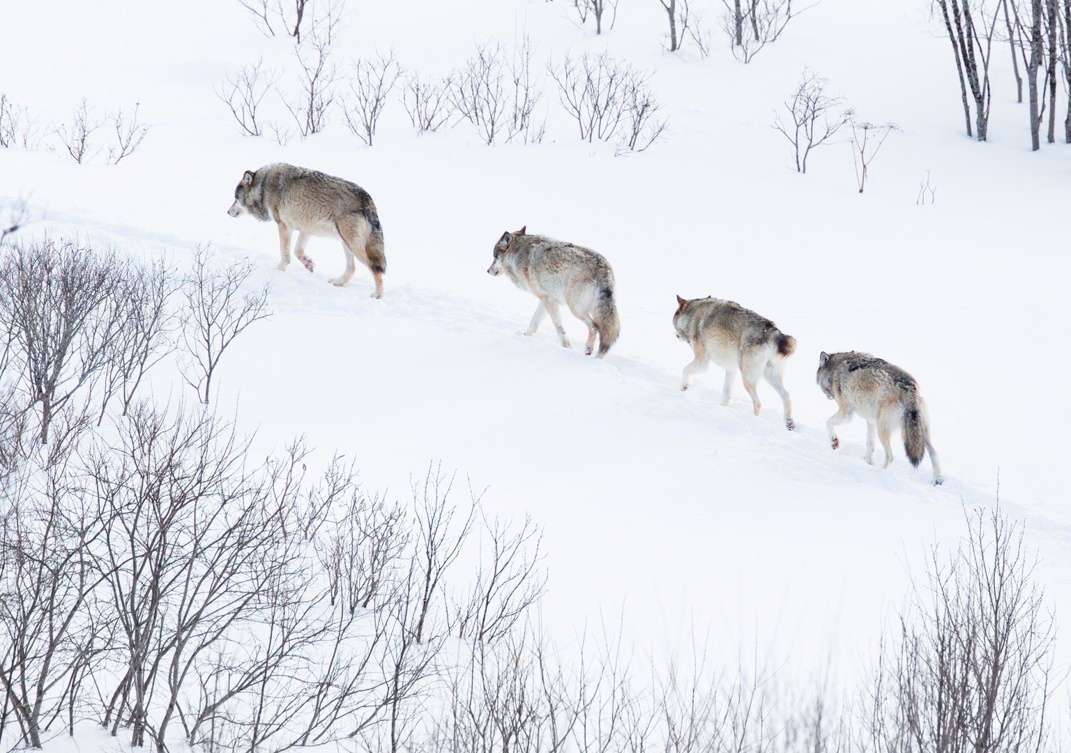 Cool Video Captures Rare Sight of Wolf Pack Trekking Through Deep Snow ...