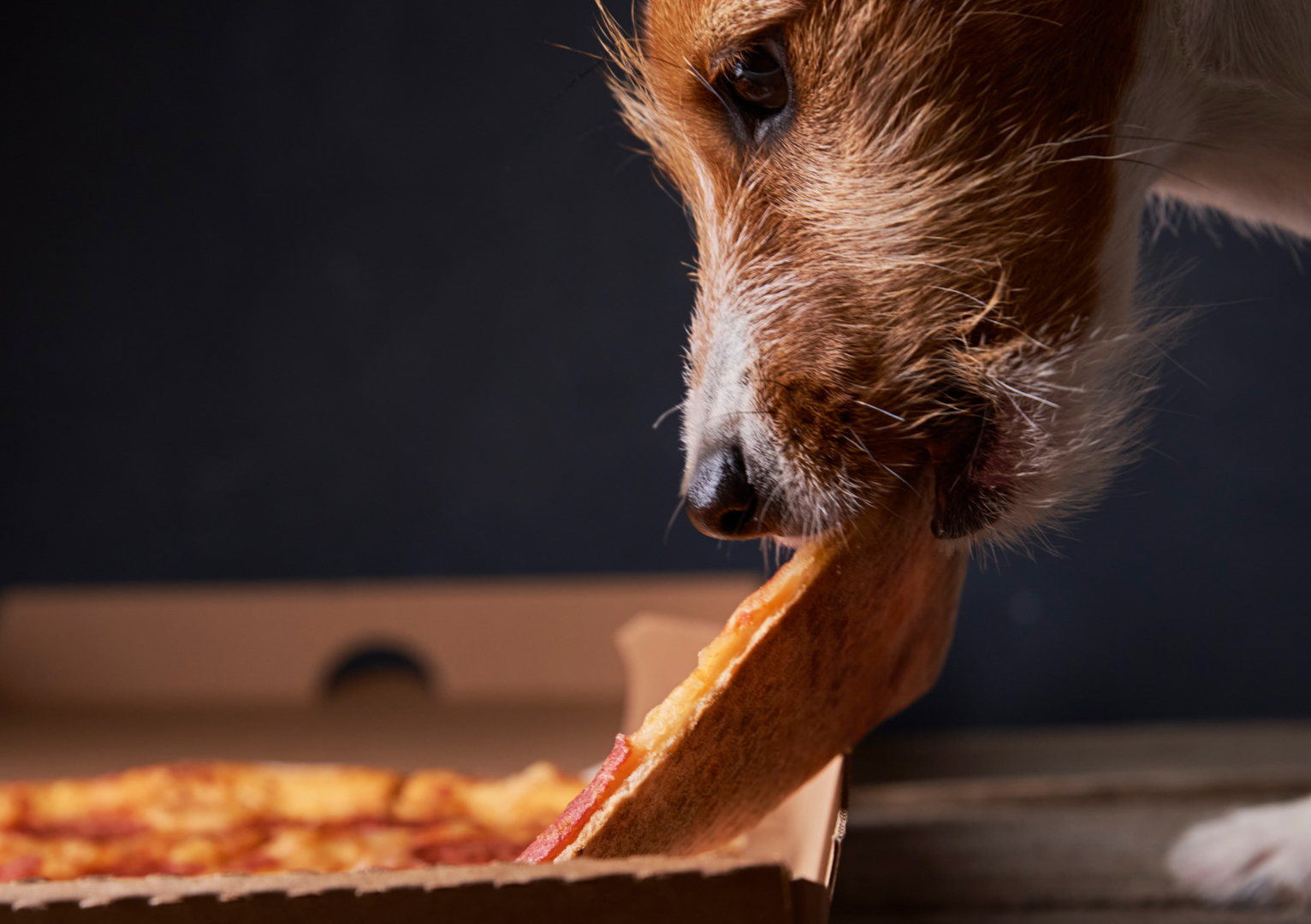 Homemade Gourmet Pizza for Dogs Is a Pampered Pooch’s Dream - PetHelpful