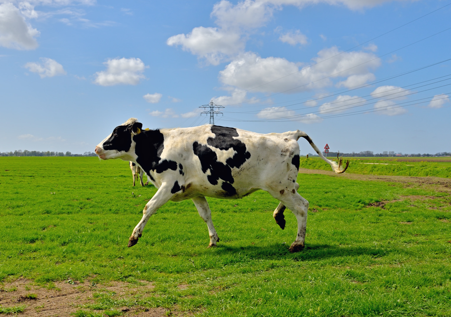 Rescued Cow Runs With Glee After Realizing She’s Free for the First ...