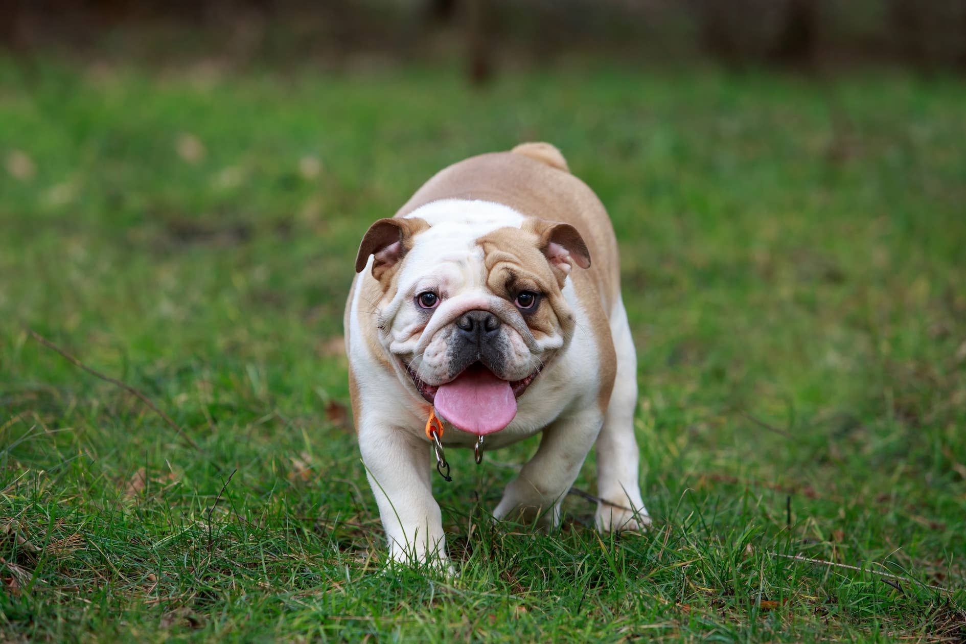 English Bulldog Uses His ‘Big Boy Bark’ to Alert Mom of Hilarious ...