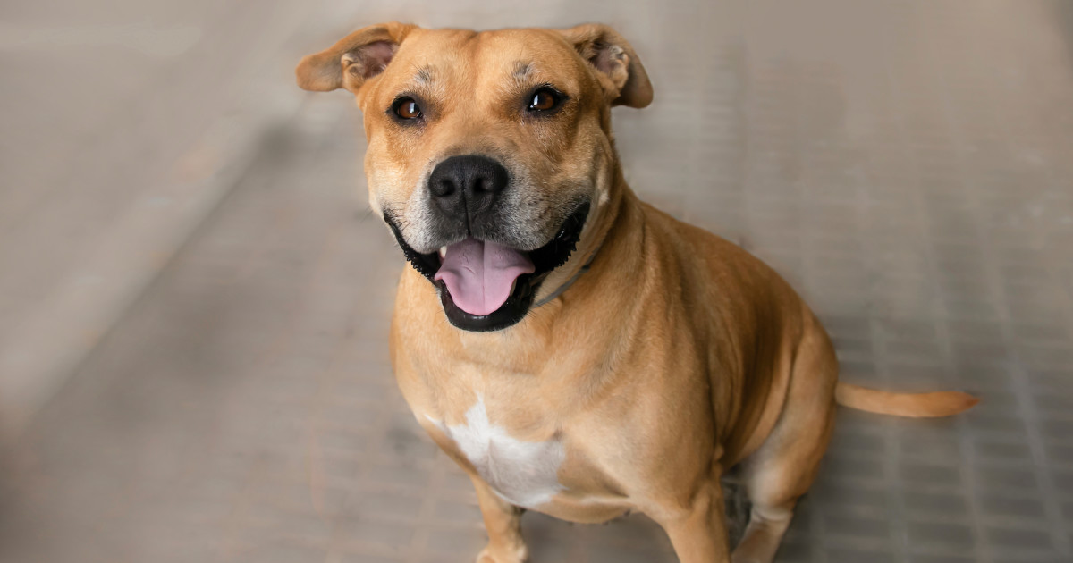 Pit Bull Smiles on Cue When Mom Says ‘Cheese’ & It’s Too Cute - PetHelpful