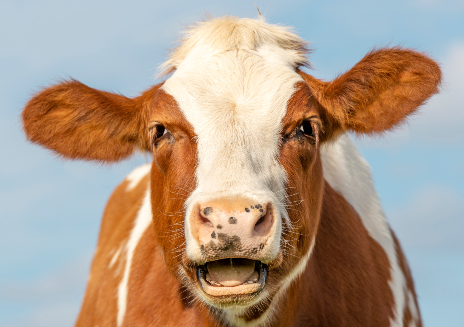 Adorable Cow Getting Her Groove on Is the Cutest Thing on the Internet ...