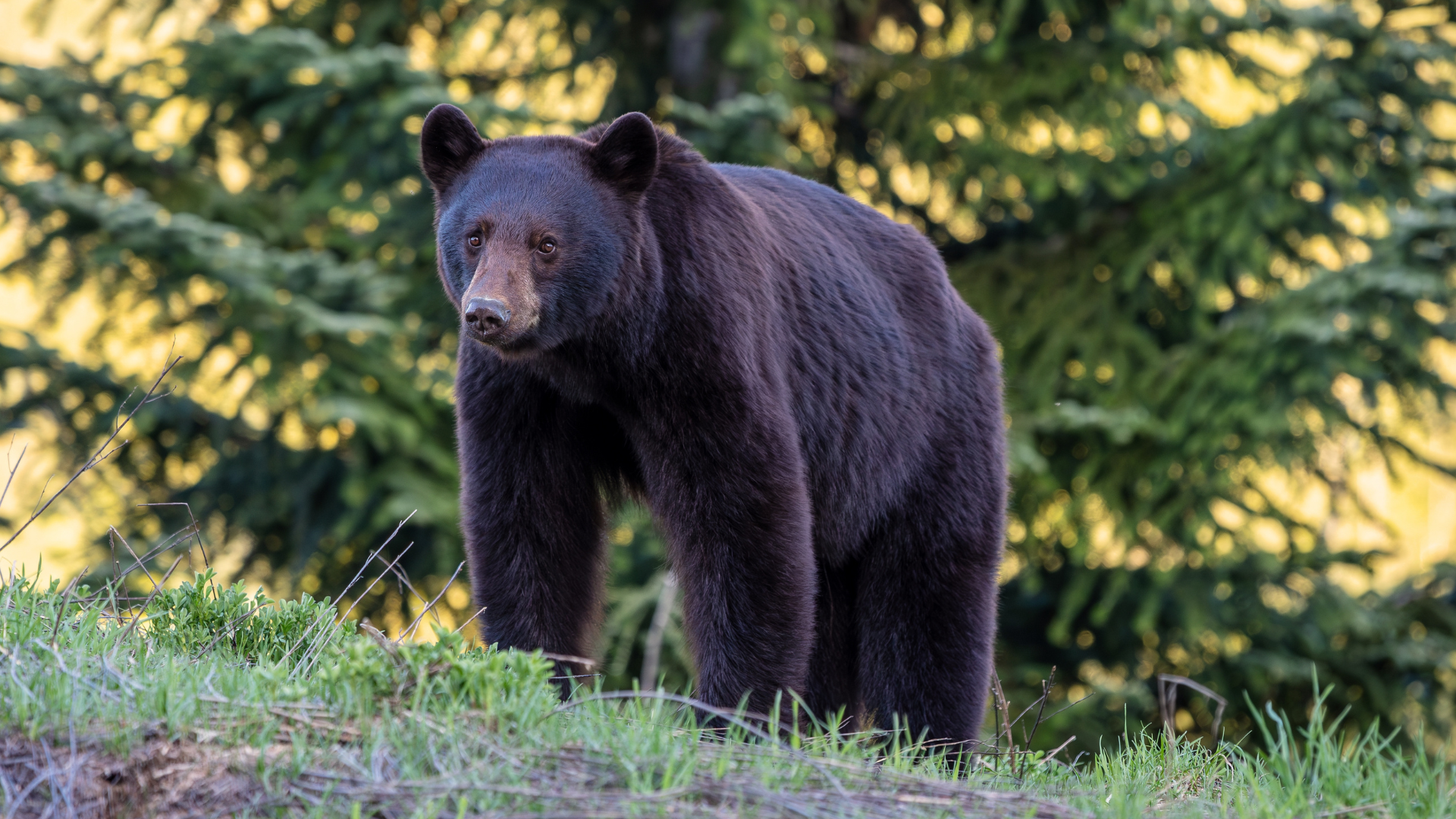 Bear Helps Himself to Family's Backyard Playscape Like He's the Kid ...