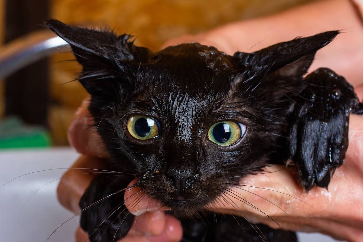Black Kitten’s Adorable ‘Happy’ Face Is Charming Hearts Left and Right ...