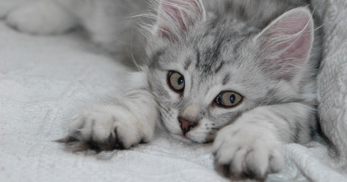 Adorable Kitten’s Tiny ‘Toe Beans’ Are Breaking the Internet - PetHelpful