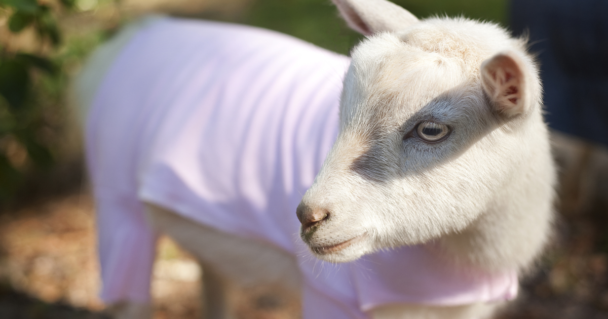 Baby Farm Goats Having a Pajama Party Is the Gift That Keeps on Giving ...