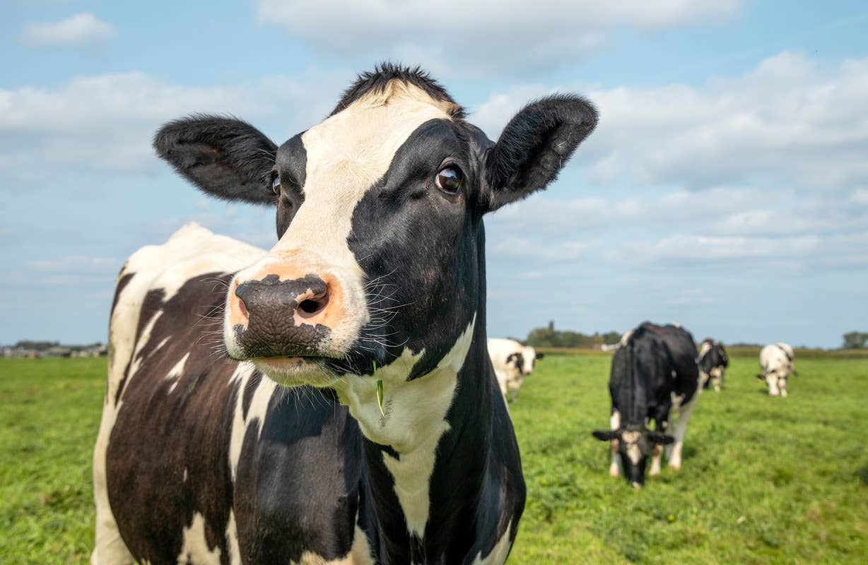 Sweet Ways Sanctuary Cows Show They’re Happy Are Warming People’s ...