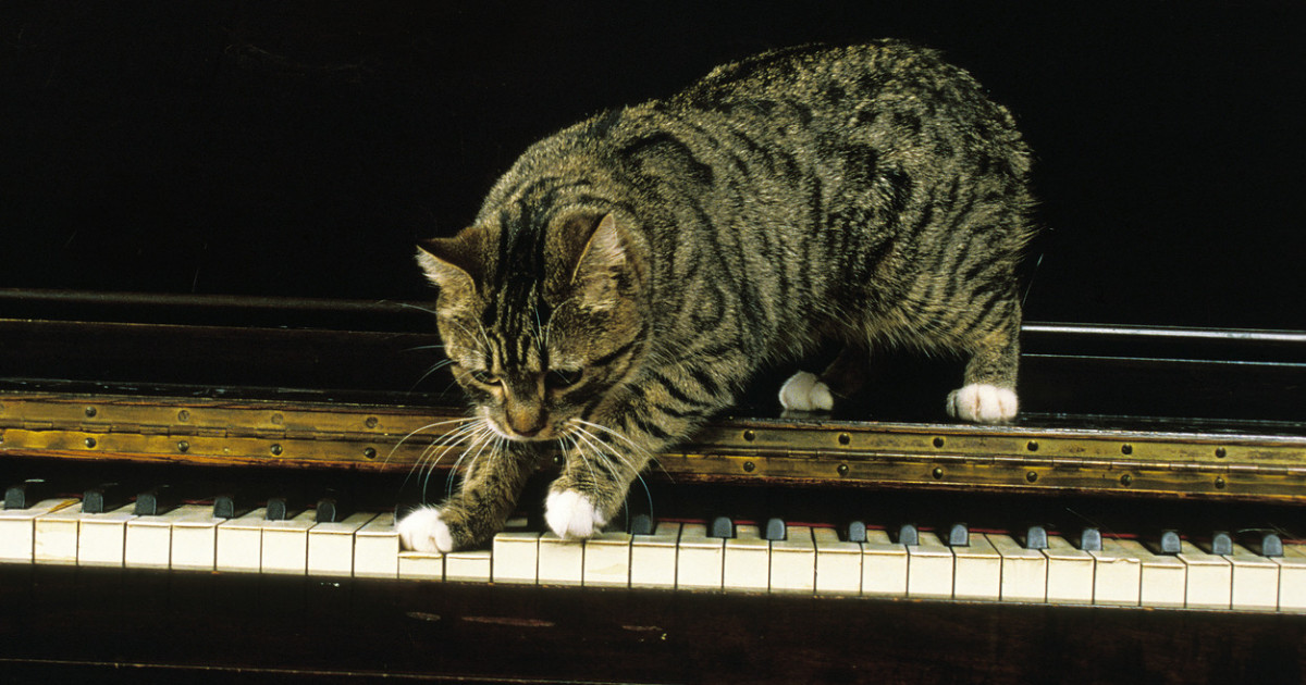 Labrador Retriever and Cat Play the Piano Together, and It’s Impressive - PetHelpful