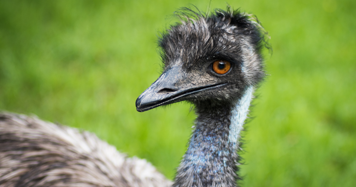 Emu Has Dramatic Reaction to Backyard Drone and We Can't Stop Laughing - PetHelpful