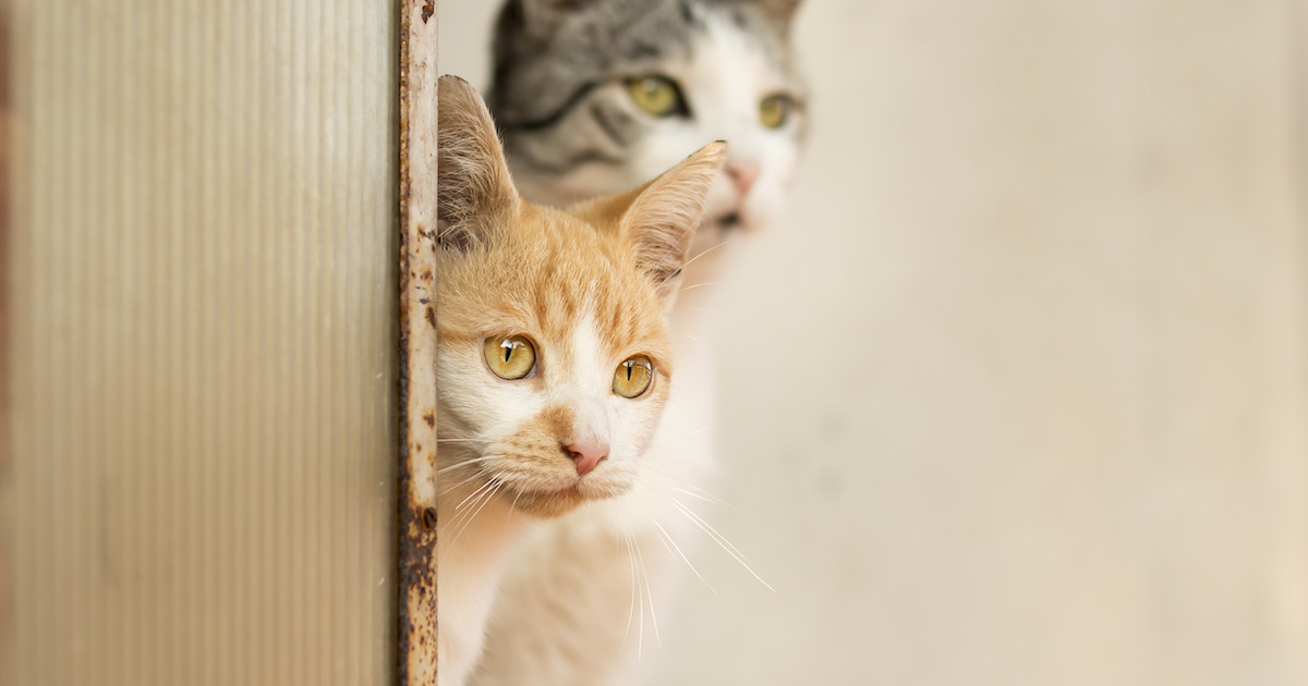 Cats Watch Human Sip Boba Tea Like It's the Most Mysterious Thing They ...