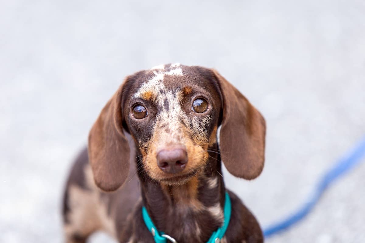 Texas Foster Mom Cleverly Rounds Up Scared Dachshund Found Curled Up in ...