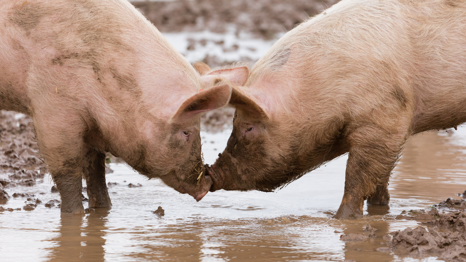 Fascinating Reasons Pigs Love Mud All Come Down to Pure Instinct ...