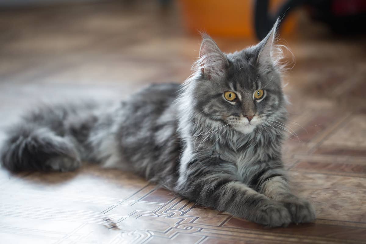 Cat's Out of the Bag: Meet These Guinness World Record-Holding Felines ...