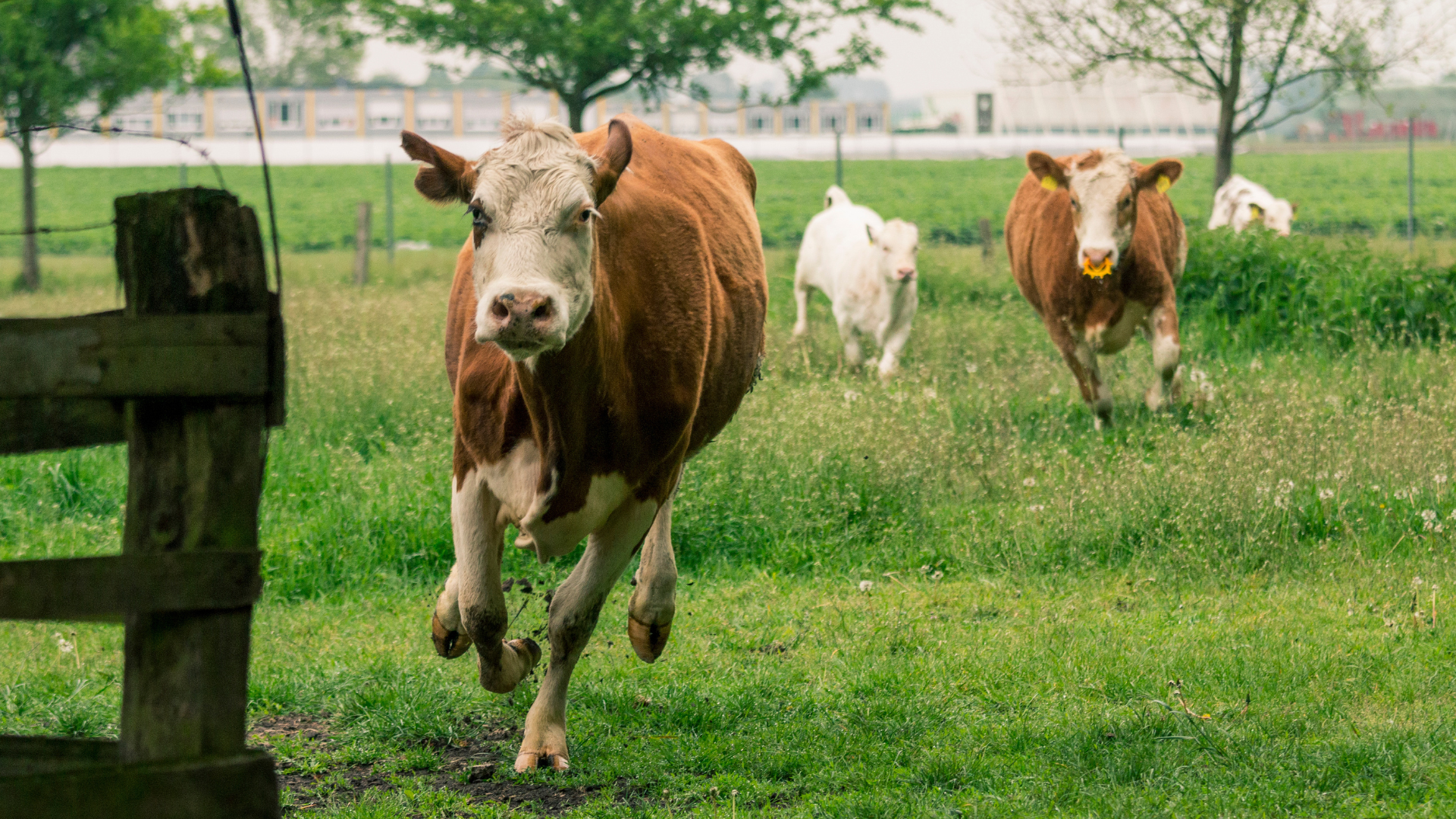 Moment Cows Realize It's 'Their Turn' to Meet New Baby Is Everything ...