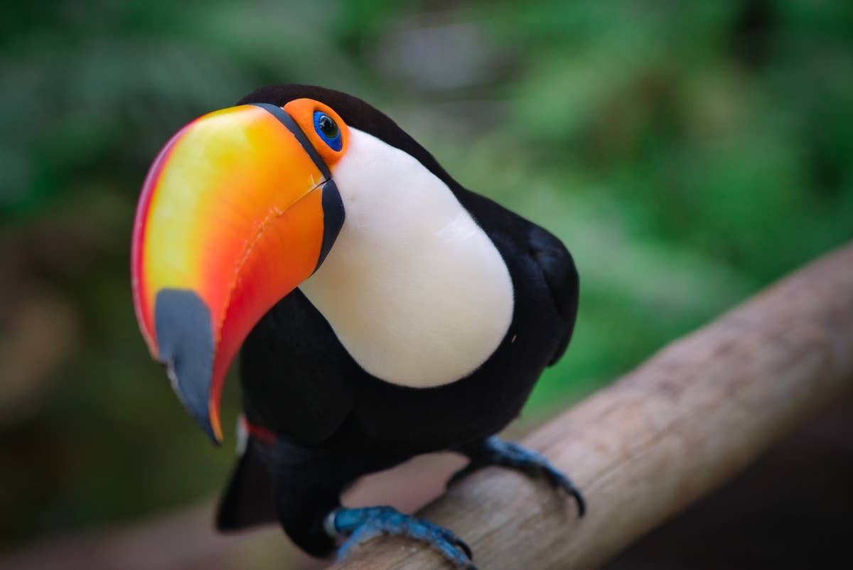 Pet Toucan Acts Like a Toddler When Mom Closes Door to Use Bathroom ...